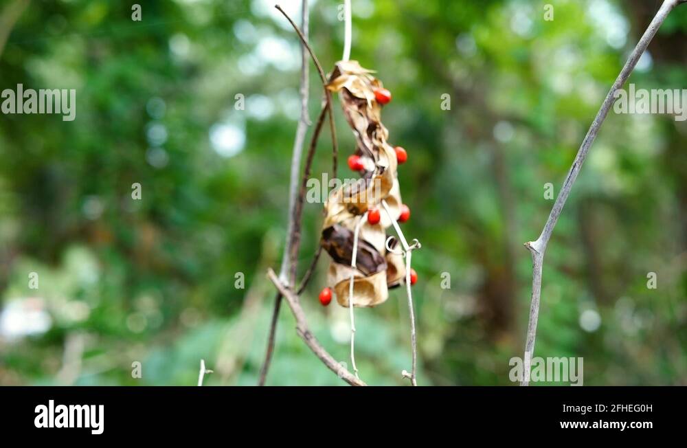 Rain forest fruits Stock Videos & Footage - HD and 4K Video Clips - Alamy
