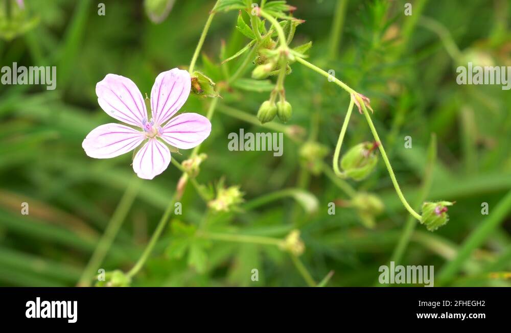 Miniature flower bloom Stock Videos & Footage - HD and 4K Video Clips ...