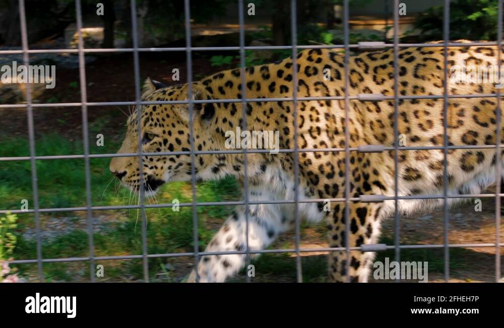 King leopard Stock Videos & Footage - HD and 4K Video Clips - Alamy