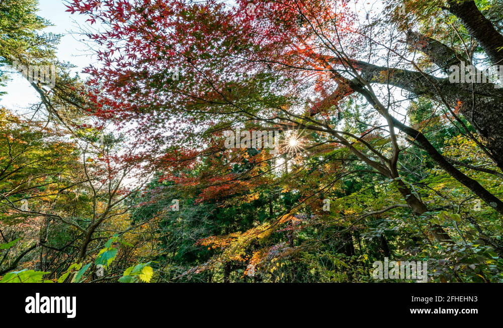 Fall foliage in mountains Stock Videos & Footage - HD and 4K Video ...