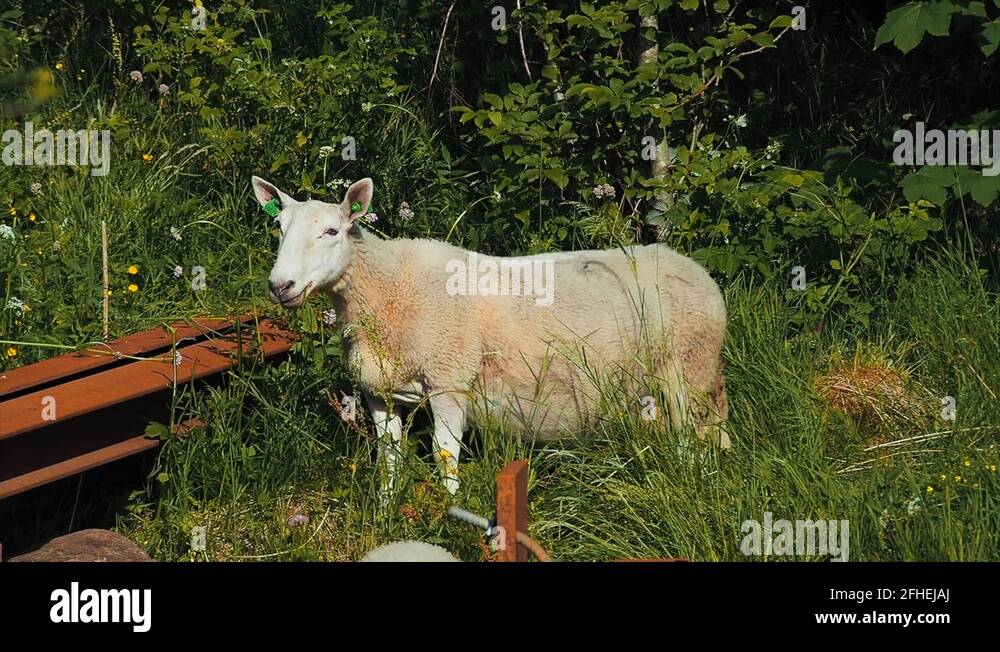 Pack of sheep Stock Videos & Footage - HD and 4K Video Clips - Alamy