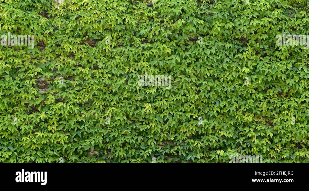 Creeper plant wall Stock Videos & Footage - HD and 4K Video Clips - Alamy