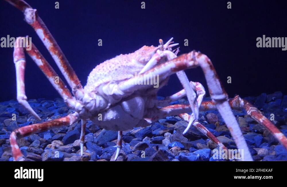 Walking lobster Stock Videos & Footage - HD and 4K Video Clips - Alamy