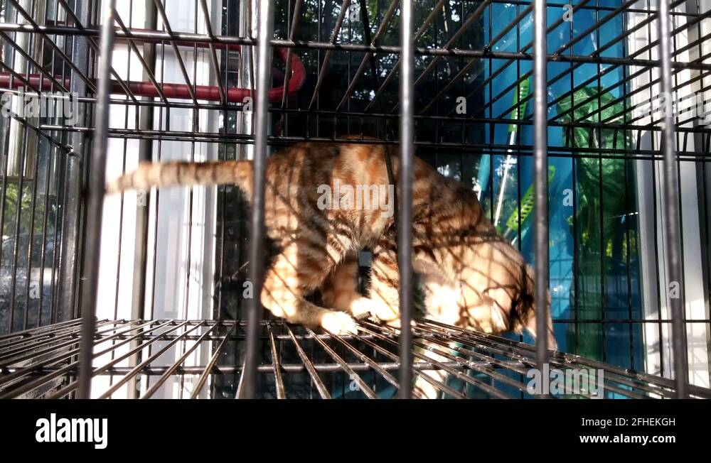 Closed in cages Stock Videos & Footage - HD and 4K Video Clips - Alamy