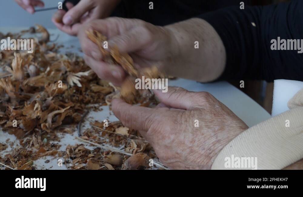 Harvesting nuts Stock Videos & Footage - HD and 4K Video Clips - Alamy