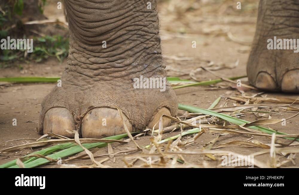 Foot ridges Stock Videos & Footage - HD and 4K Video Clips - Alamy