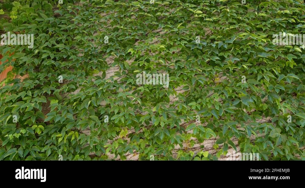 Creeper on old tree Stock Videos & Footage - HD and 4K Video Clips - Alamy