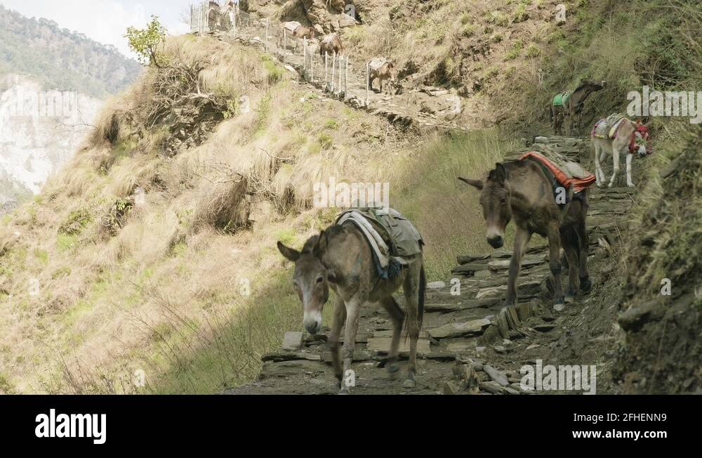 Donkeys transport Stock Videos & Footage - HD and 4K Video Clips - Alamy