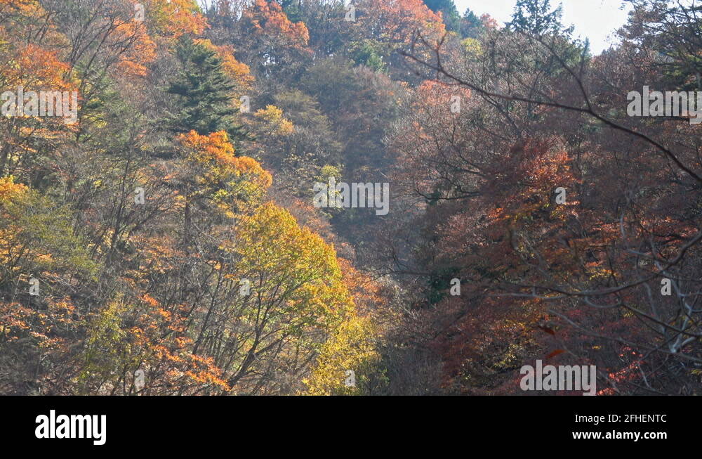 Zoom out shot fall foliage Stock Videos & Footage - HD and 4K Video ...