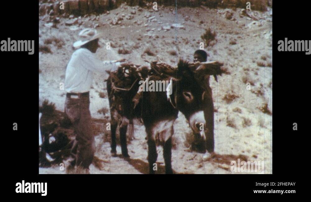 1960s: Boy, man load firewood onto donkey in desert. Boy sets wood on donkey's Stock Video ...