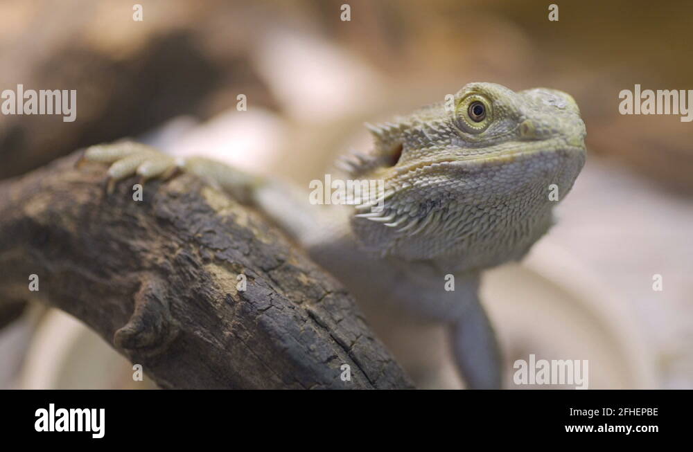 Lizard eating cockroach Stock Videos & Footage - HD and 4K Video Clips ...