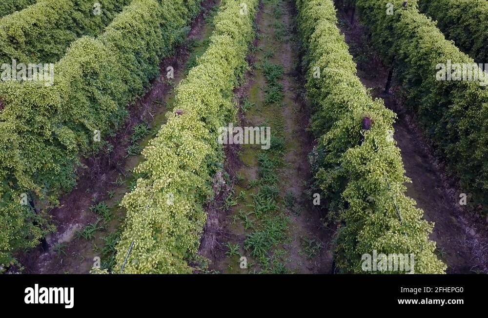 An aerial view of rows and rows of Hops ready for harvesting in the ...