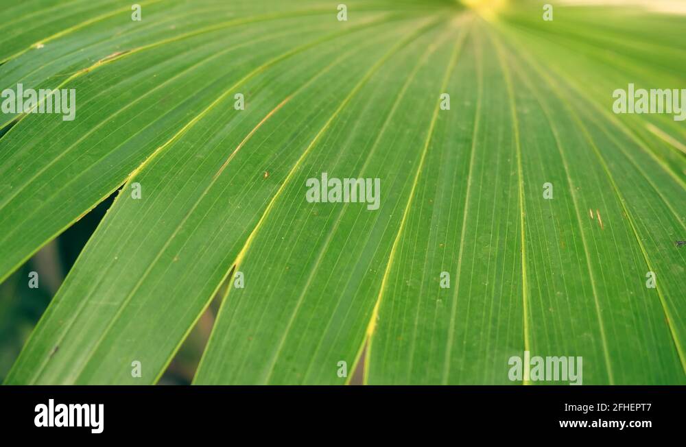 Repens Stock Videos & Footage - HD and 4K Video Clips - Alamy