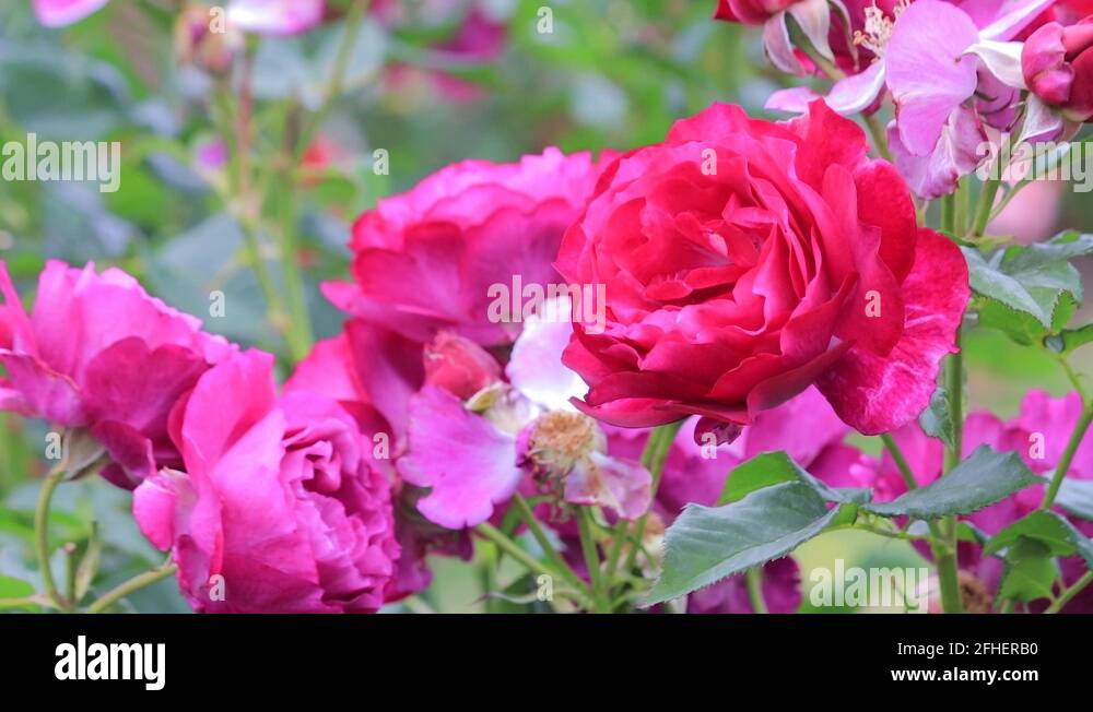 Bright pink rose bush Stock Videos & Footage - HD and 4K Video Clips ...