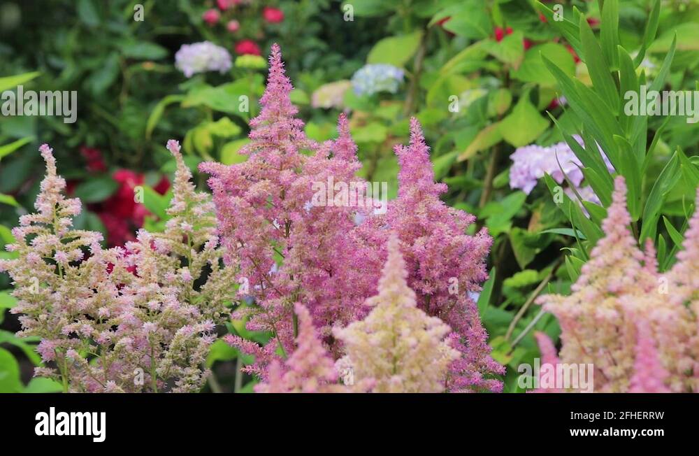 Astilbe japonica washington Stock Videos & Footage - HD and 4K Video ...