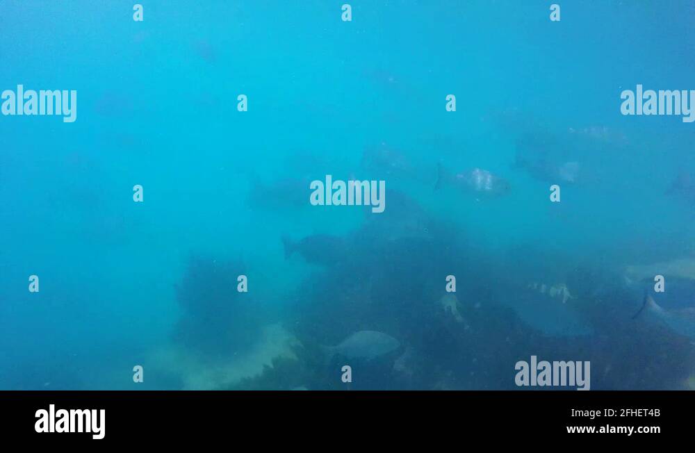 Bermuda shipwreck Stock Videos & Footage - HD and 4K Video Clips - Alamy