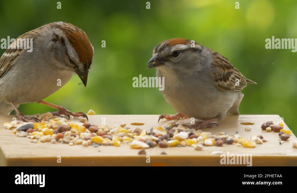 Tiny sparrows Stock Videos & Footage - HD and 4K Video Clips - Alamy