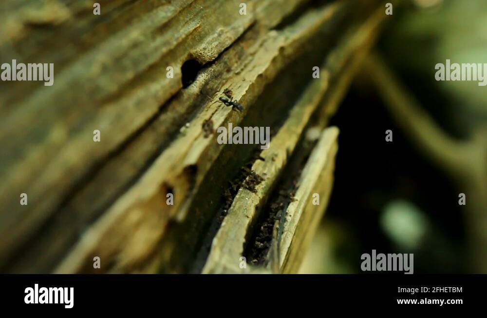 Ants building home Stock Videos & Footage - HD and 4K Video Clips - Alamy