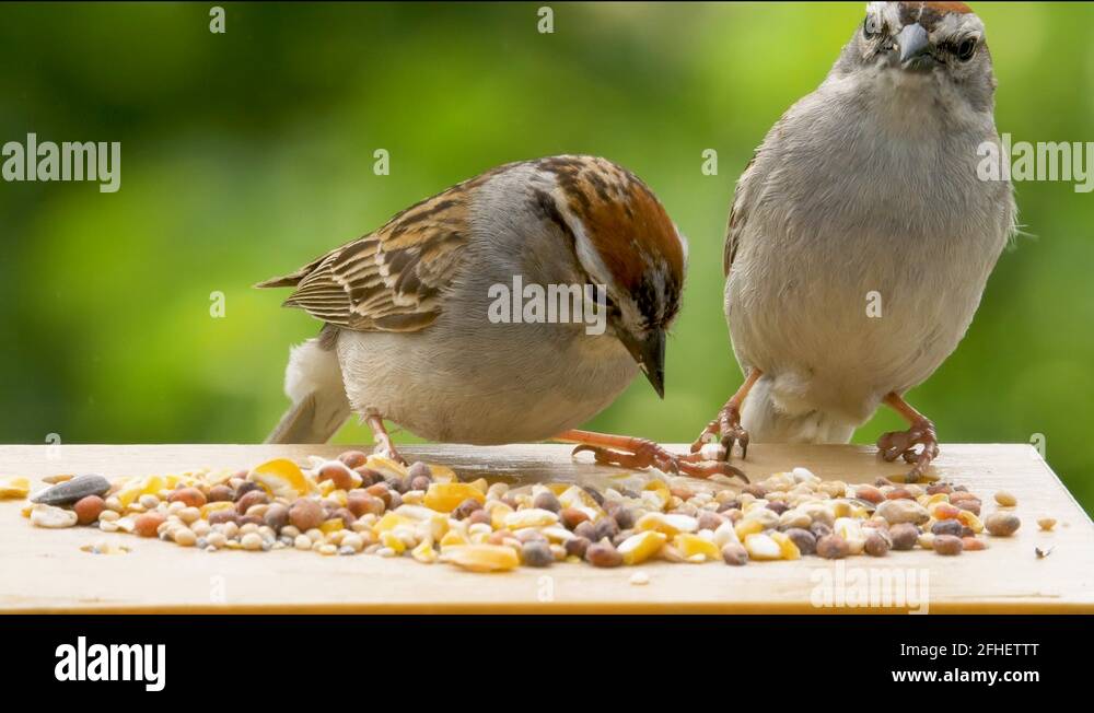 North american sparrows Stock Videos & Footage - HD and 4K Video Clips ...