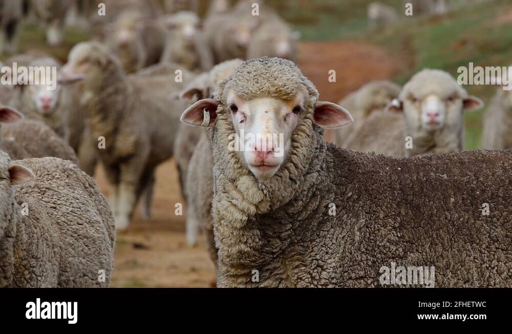 Farmers crossing Stock Videos & Footage - HD and 4K Video Clips - Alamy