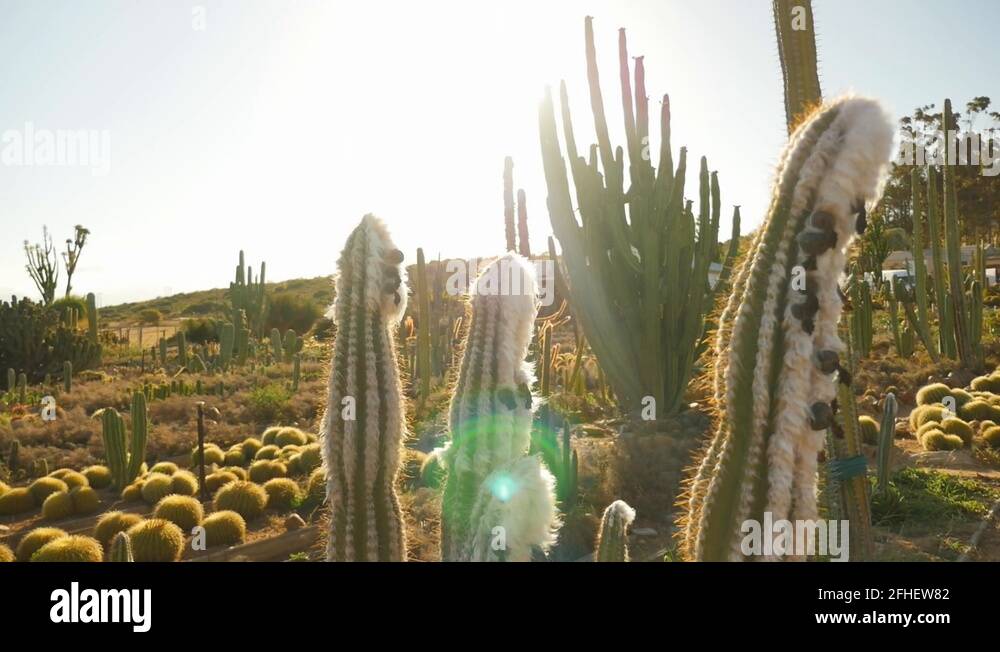 Farm cactus Stock Videos & Footage - HD and 4K Video Clips - Alamy