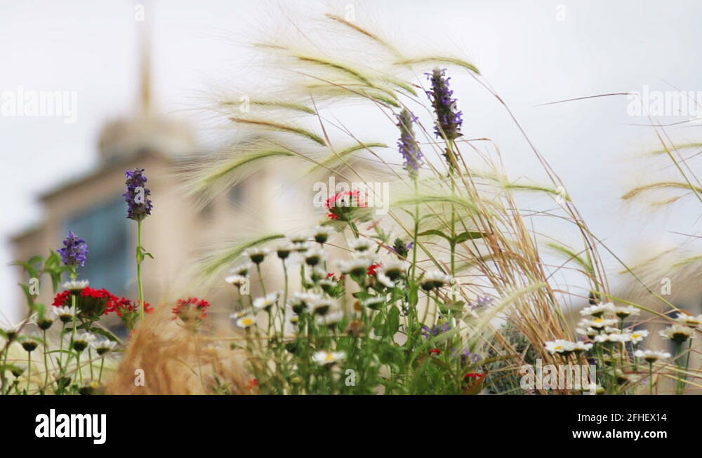 Herbs flowers Stock Videos & Footage - HD and 4K Video Clips - Alamy