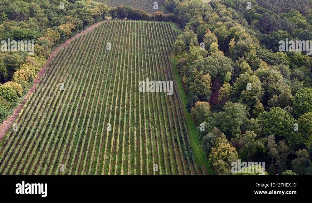 An aerial view of rows and rows of Hops ready for harvesting in the ...