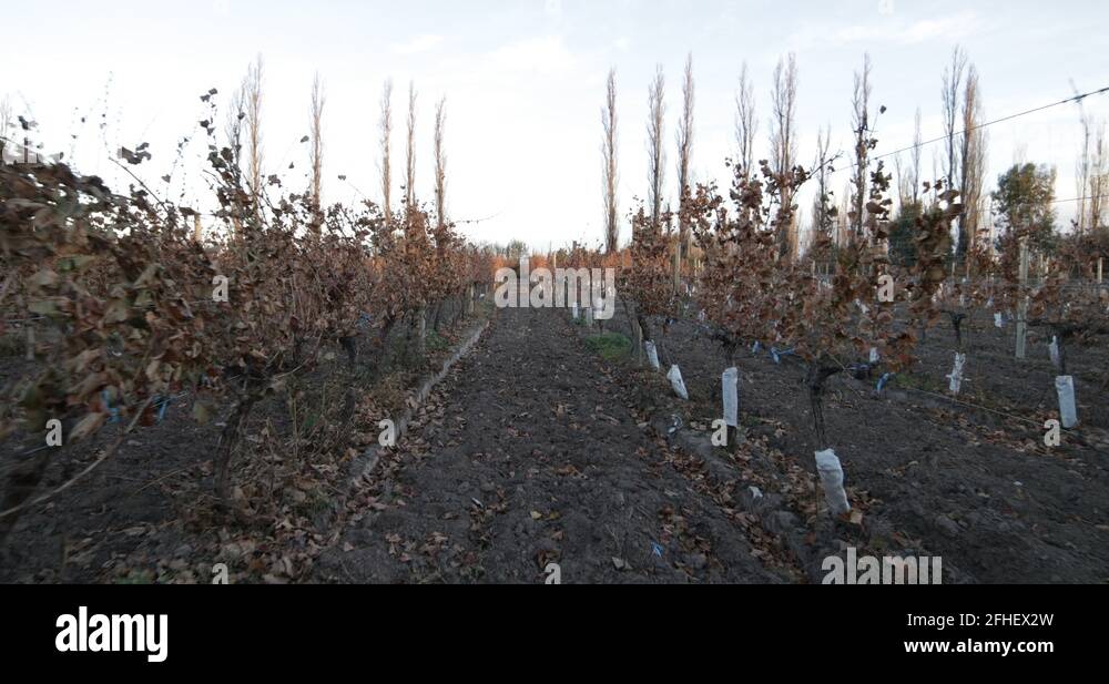 Vineyard insects Stock Videos & Footage - HD and 4K Video Clips - Alamy