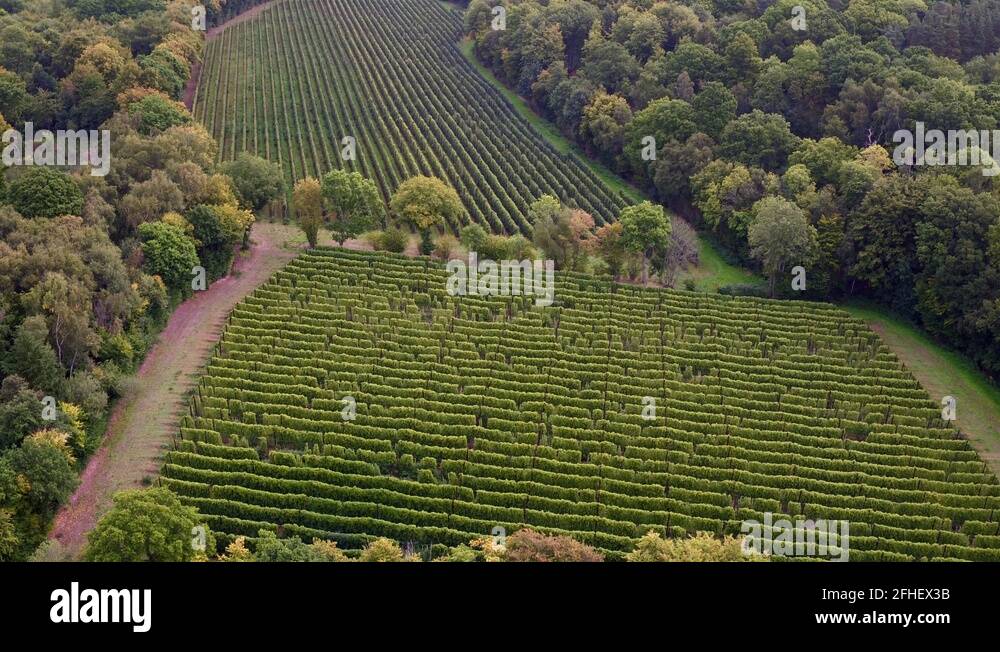 An aerial view of rows and rows of Hops ready for harvesting in the ...