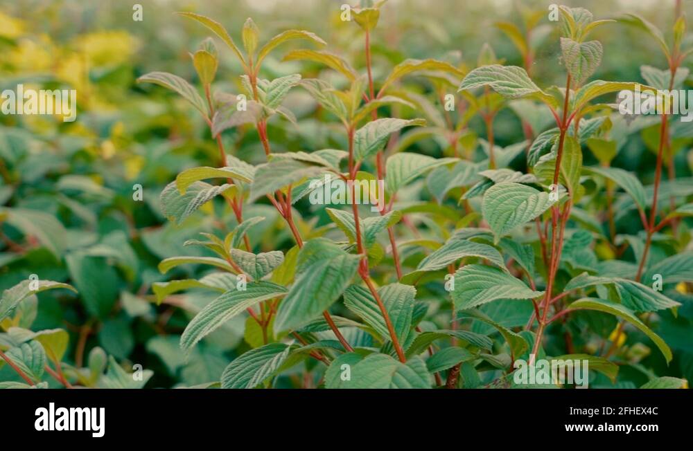 Summer timer Stock Videos & Footage - HD and 4K Video Clips - Alamy