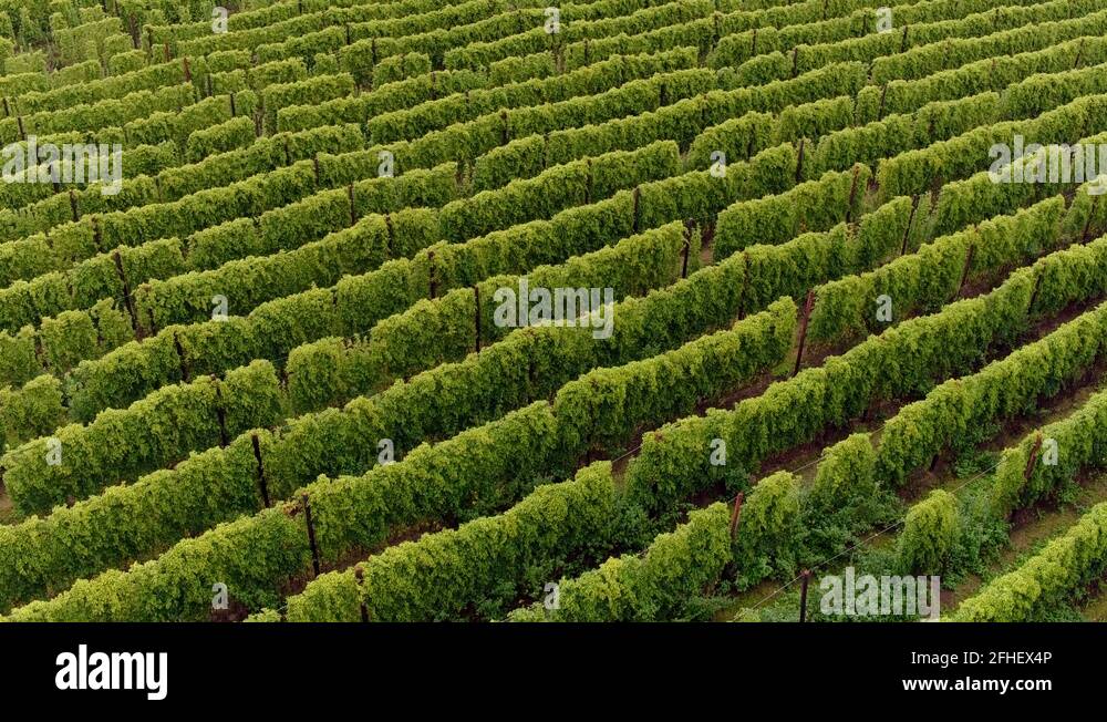 An aerial view of rows and rows of Hops ready for harvesting in the ...