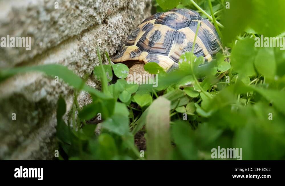 Terrestrial animals Stock Videos & Footage - HD and 4K Video Clips - Alamy