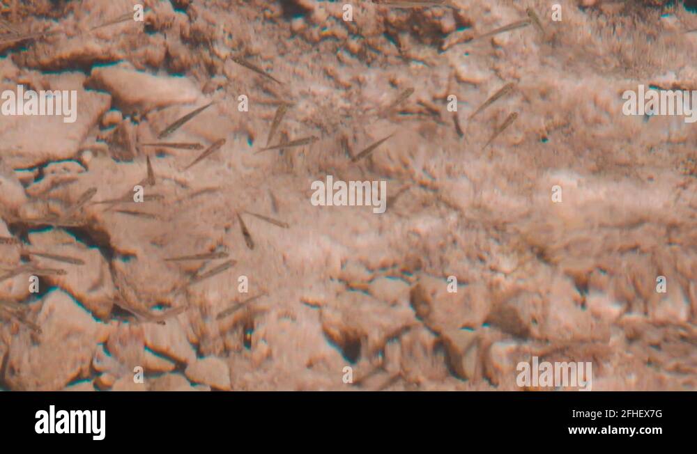 Small fishes in sea Stock Videos & Footage - HD and 4K Video Clips - Alamy