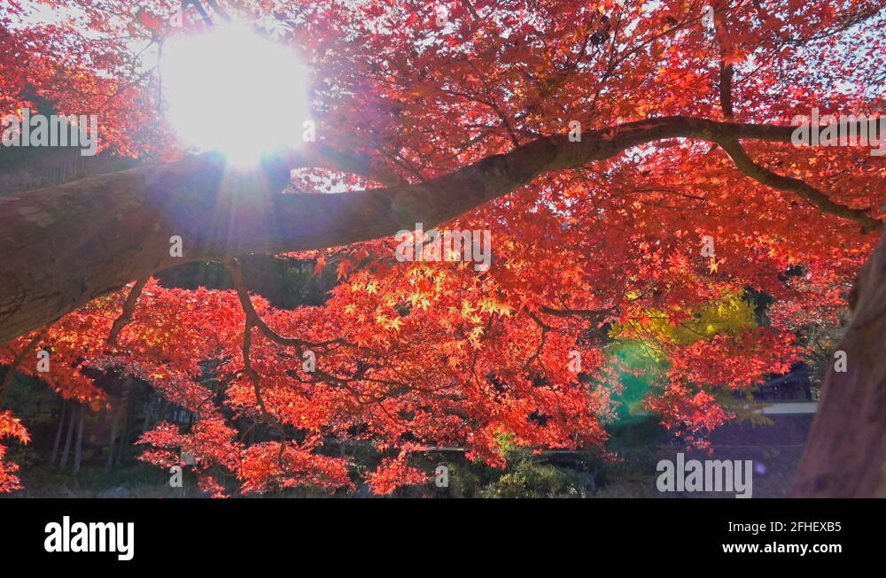 Pan/Tilt Shot of Morning Sun thru Japanese Maple Tree Fall Foliage in ...