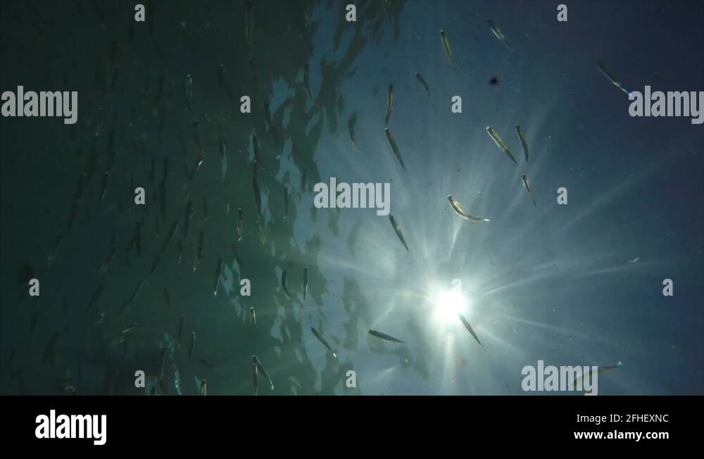 Underwater video clip of Snorkeling with fish in Benidorm Stock Video ...