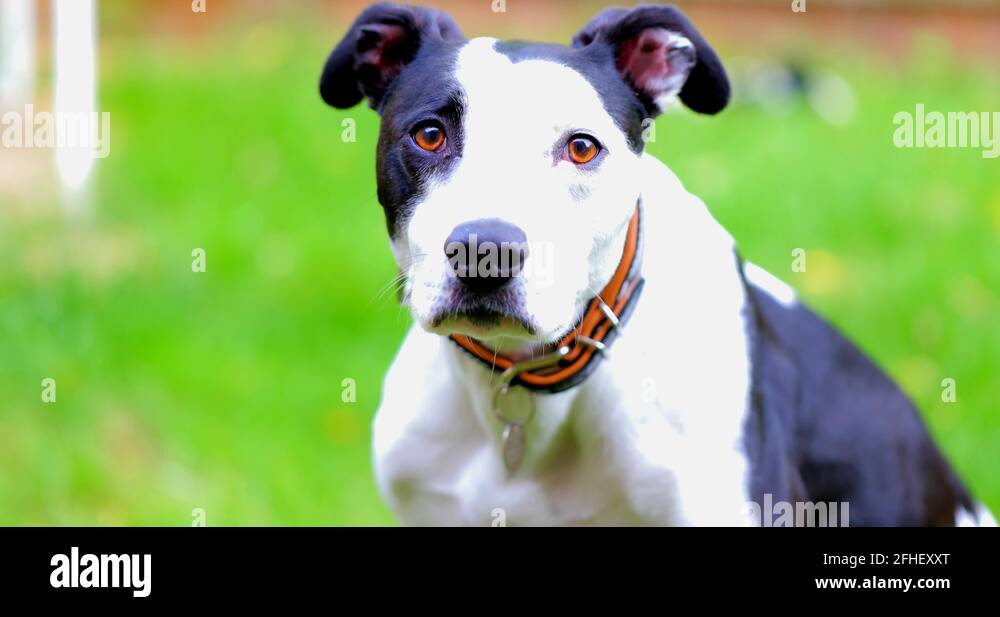 Pet lurcher Stock Videos & Footage - HD and 4K Video Clips - Alamy