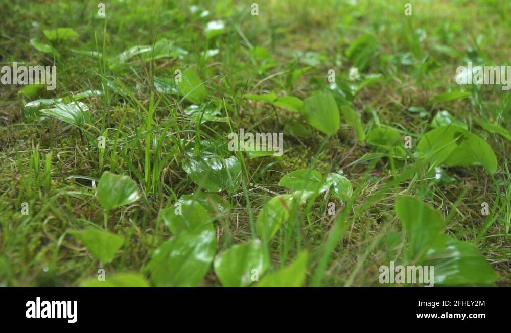 Single rose on grass Stock Videos & Footage - HD and 4K Video Clips - Alamy