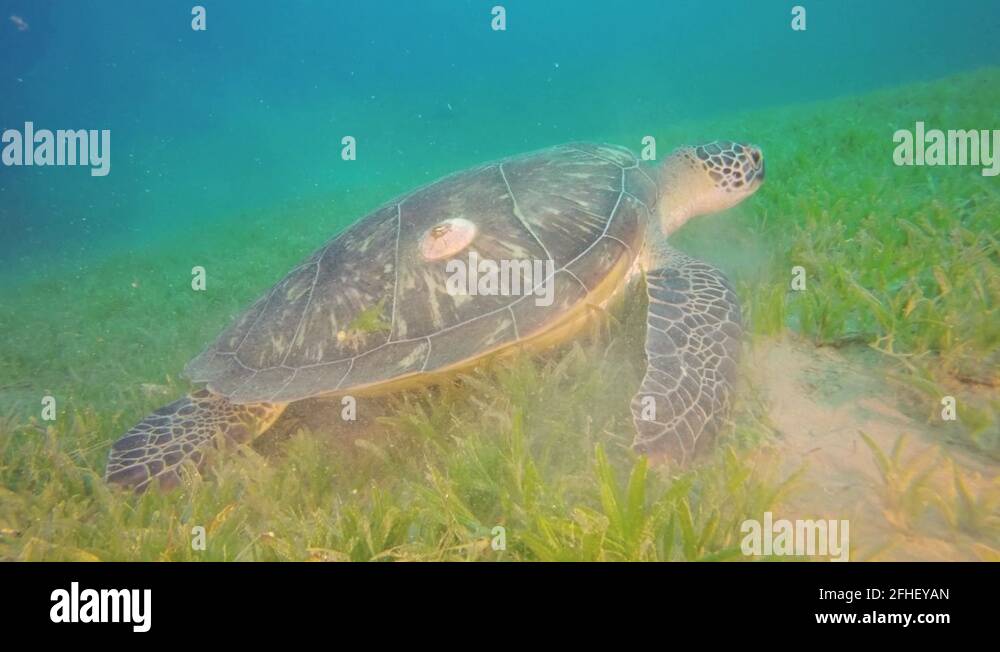 Red sea bottom Egypt Dahab underwater turtle with a parasite on the ...