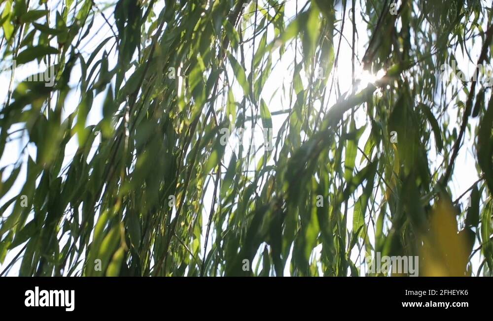 Windy willow Stock Videos & Footage - HD and 4K Video Clips - Alamy