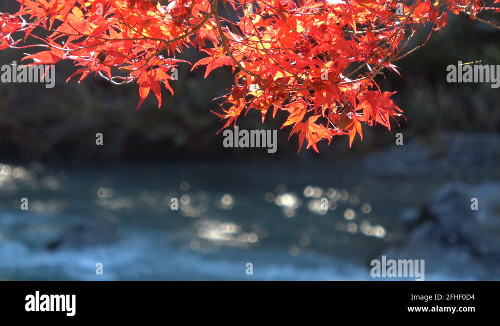 Red river maple Stock Videos & Footage - HD and 4K Video Clips - Alamy