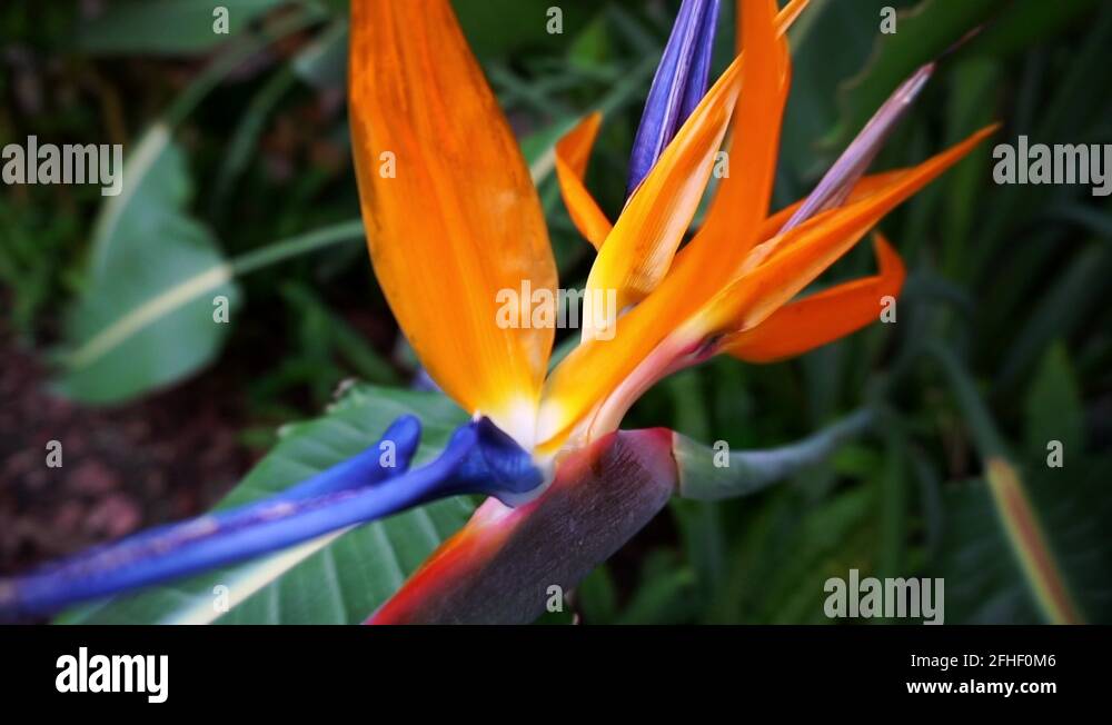 Botanical orange Stock Videos & Footage - HD and 4K Video Clips - Alamy