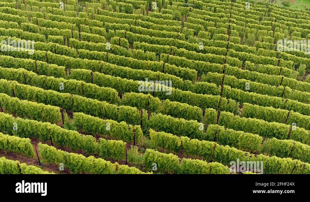An aerial view of rows and rows of Hops ready for harvesting in the ...