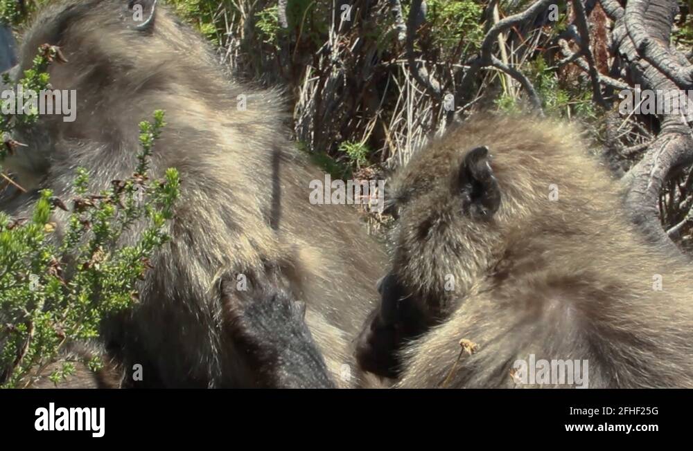 Cape town baboons Stock Videos & Footage - HD and 4K Video Clips - Alamy