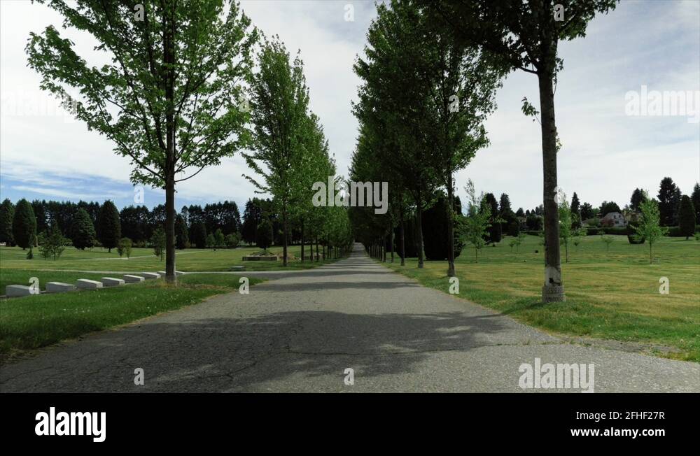 Tree line sky Stock Videos & Footage - HD and 4K Video Clips - Alamy