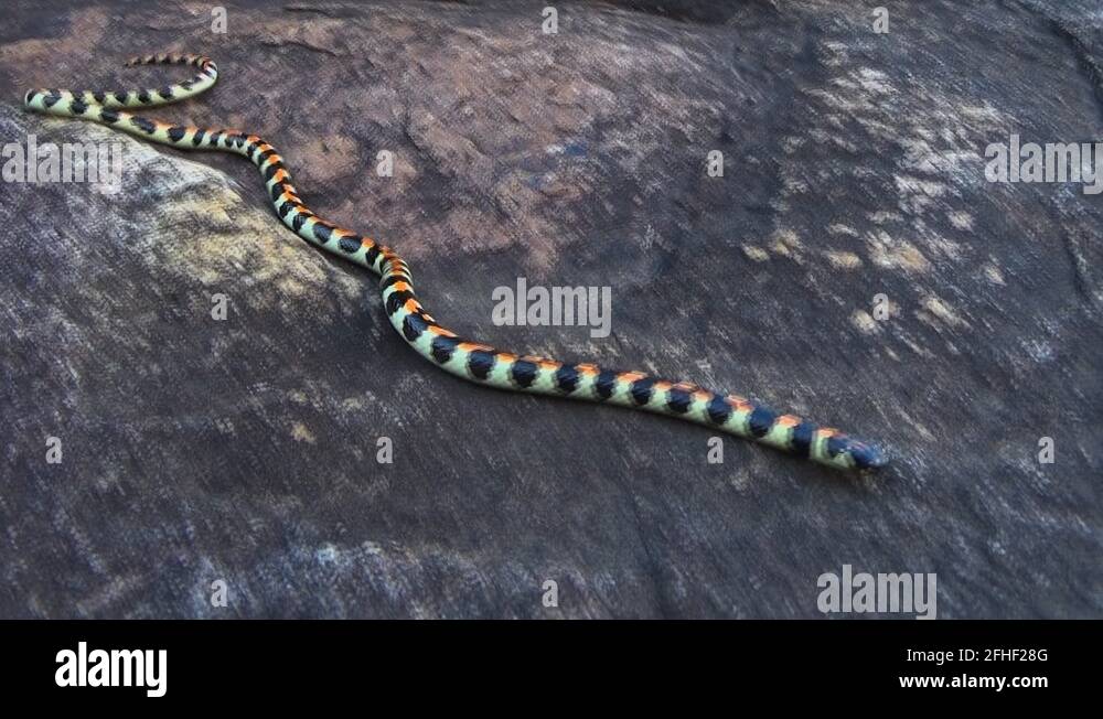 Spotted rock snake Stock Videos & Footage - HD and 4K Video Clips - Alamy