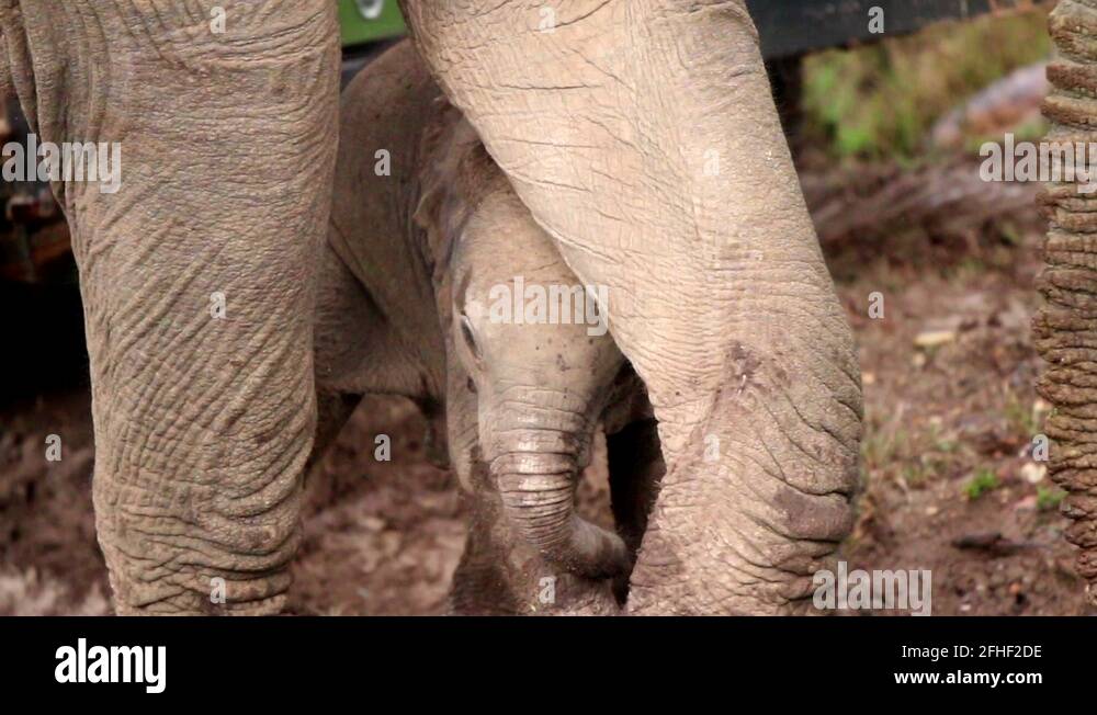Elephant on walk Stock Videos & Footage - HD and 4K Video Clips - Alamy