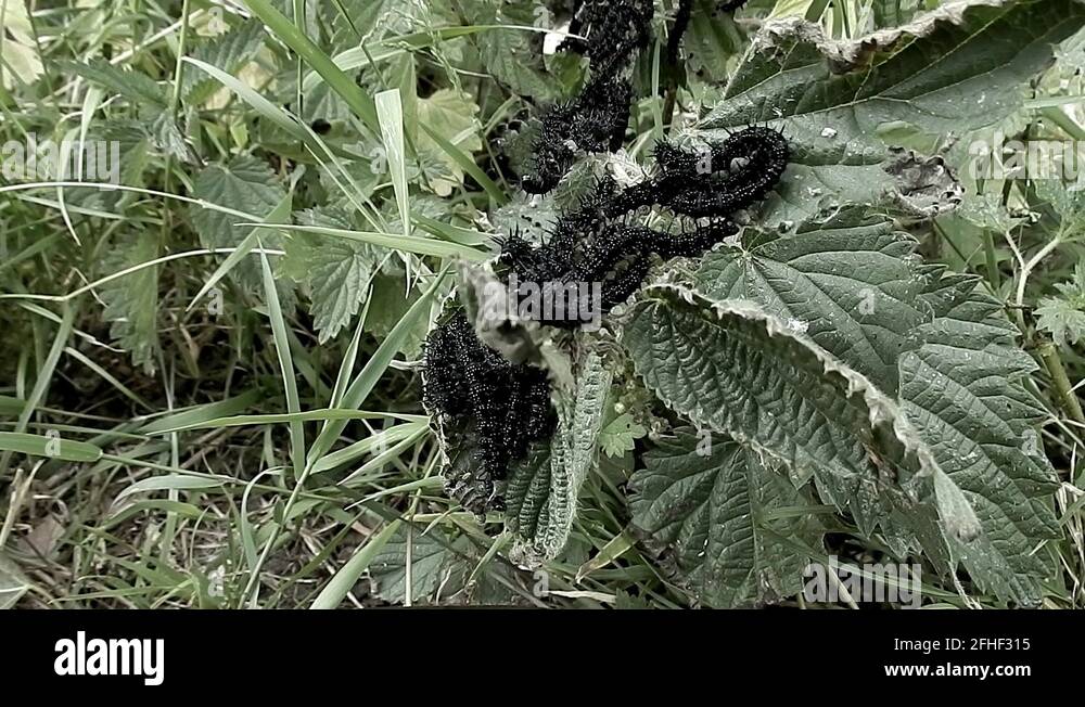 Poisonous spike Stock Videos & Footage - HD and 4K Video Clips - Alamy