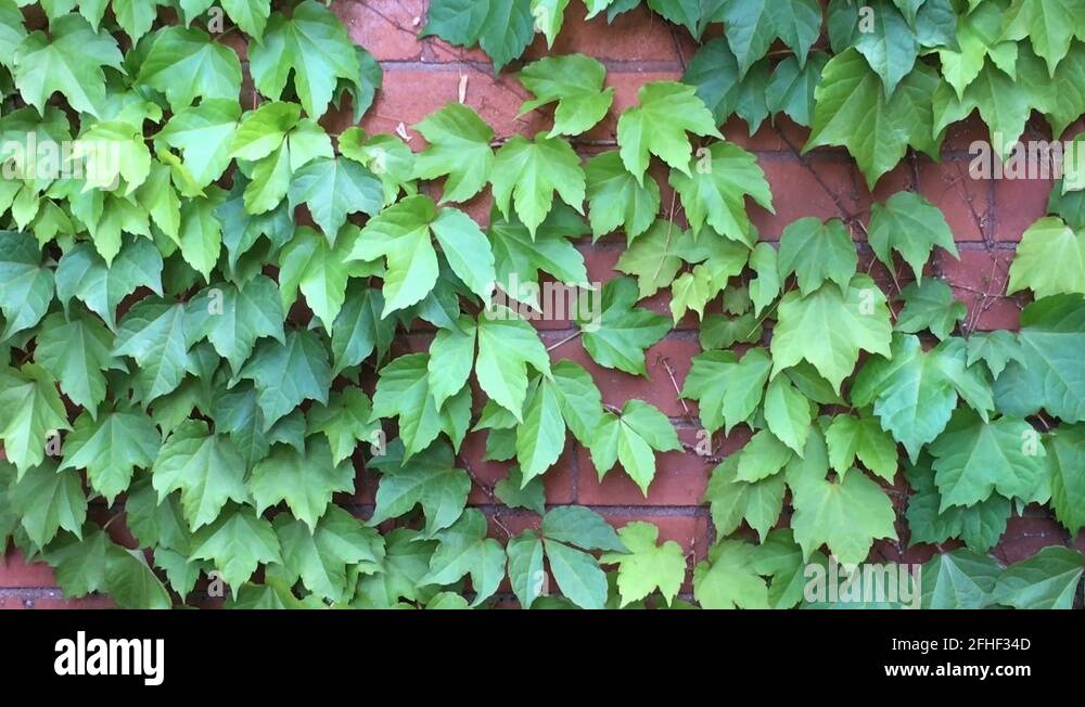 Urban brick wall leaves Stock Videos & Footage - HD and 4K Video Clips ...