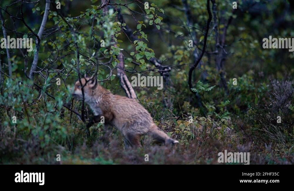Fox climbing Stock Videos & Footage - HD and 4K Video Clips - Alamy