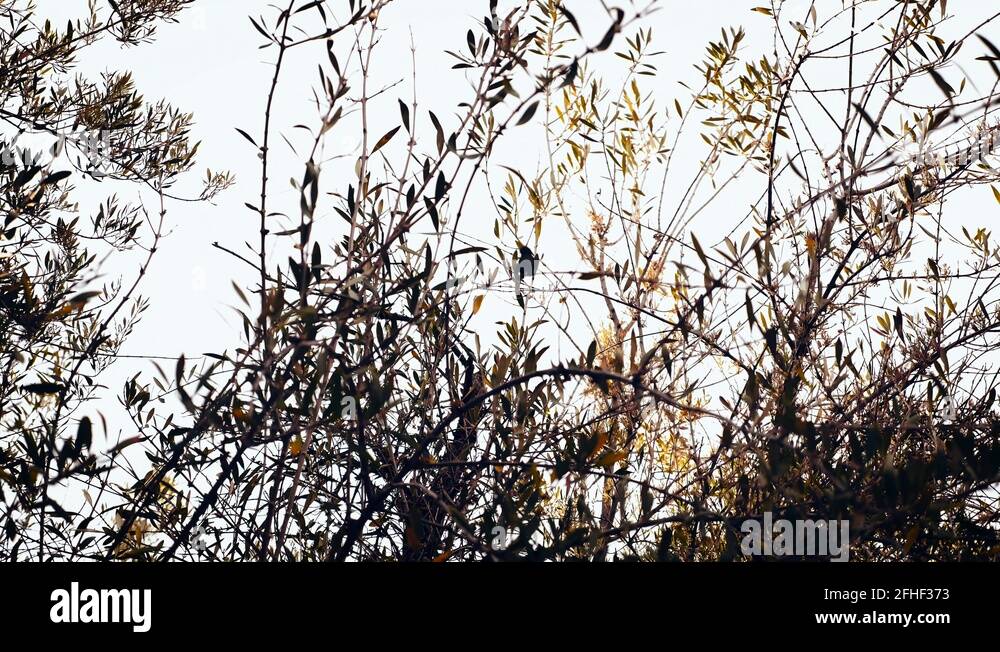 Hummingbird flying in 4k Stock Videos & Footage - HD and 4K Video Clips ...